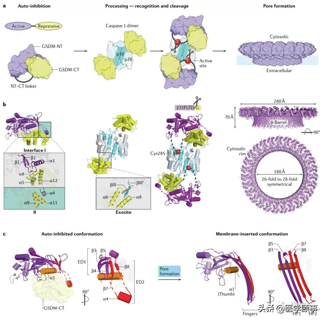 焦亡以及GSDMs蛋白你了解多少呢？_细胞