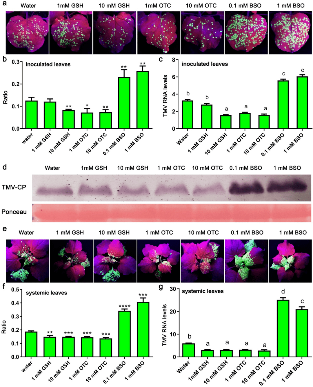 MPP | 扬州大学发表重要论文解析GSH在植物抵御病毒侵染中的作用_研究