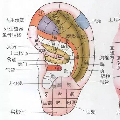 每天晚上揉这里!男的越揉越强壮,女的越揉越年轻!耳窝