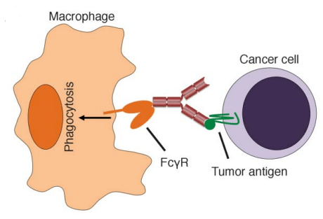ADCP 效应或成 PD-L1 抑制剂的「秘密武器」_细胞