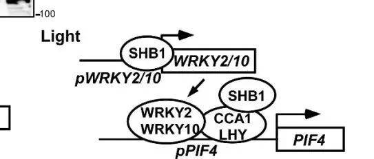 山东农业大学与美国明尼苏达大学合作揭示WRKY调控植物光信号转导的分子机制_during