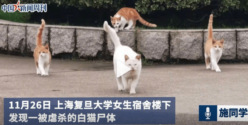 警方回应复旦校园虐猫事件:正积极处理施同学沪东中国
