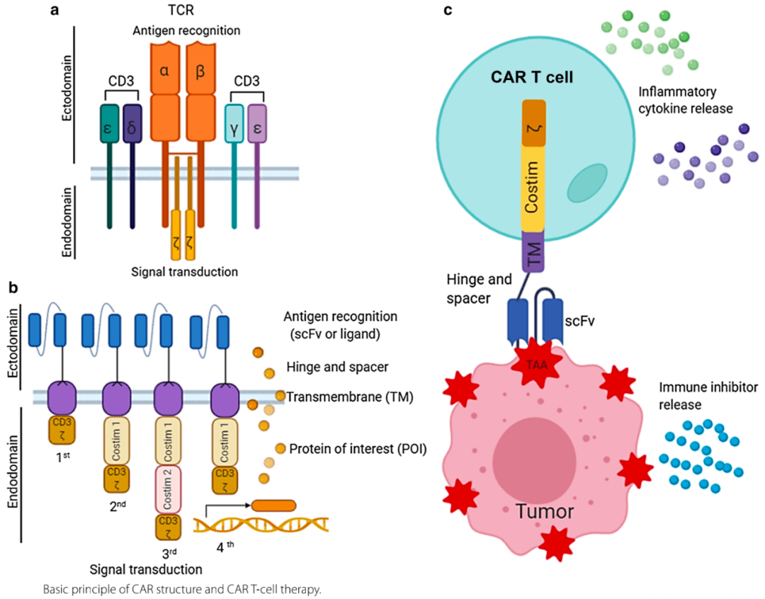 TCR-T免疫治疗的独到之处_细胞_受体_肿瘤
