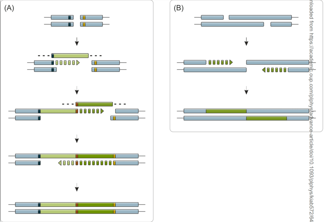 Plant Physiology｜德国卡尔斯鲁厄理工学院总结CRISPR/Cas诱导植物染色体工程化的机制_Figure_片段_基因