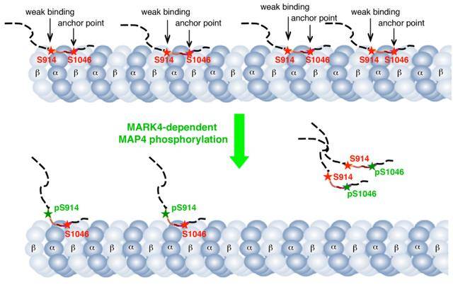 《自然》：心肌梗死研究获重大突破！剑桥和华科学者发现，敲除MARK4可将心梗小鼠的心脏泵血能力提升57%丨科学大发现_Mark_调节_作用