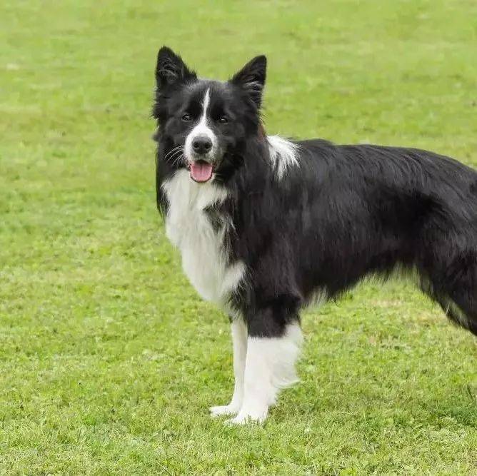 边牧：好舒服啊~！_手机_淘宝_边牧