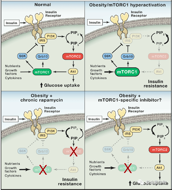 与一款抗衰老神药相关的通路—mTOR信号通路（下）_复合物_Rag_上游