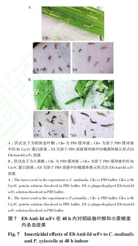 亮点文章 靶向模拟 Bt Cry1c 蛋白抗虫功能的人源化基因工程抗体筛选及鉴定研究技术转基因