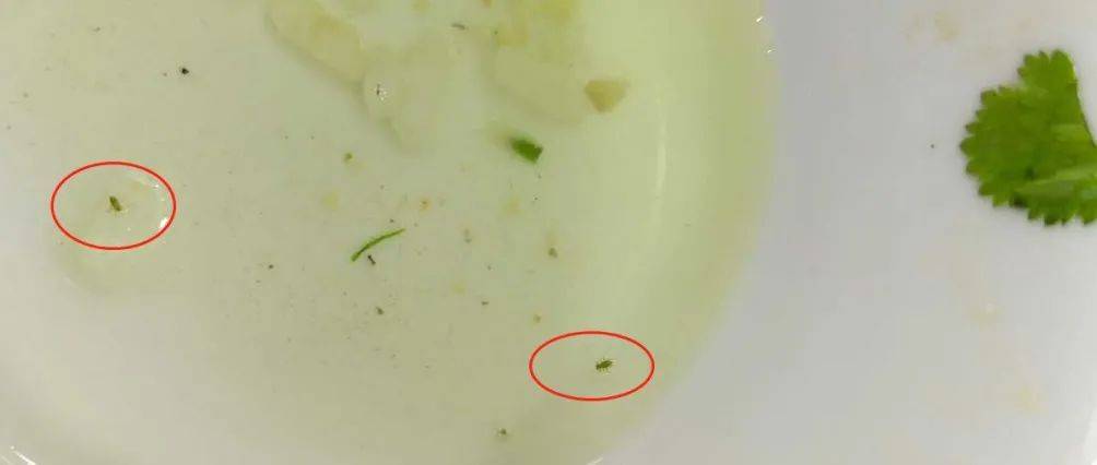 作呕!自贡一网友在某肥肠店的汤里喝出数只虫子店家避雷商家