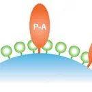 直播预告|Protein A填料的介绍—Amsphere™ A3_比利时_生产_进行