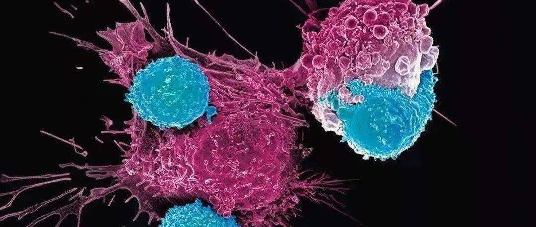 我国首款CD19单抗上市，翰森之后，谁还在布局这一“香饽饽”靶点？_细胞_莫双抗_Viela