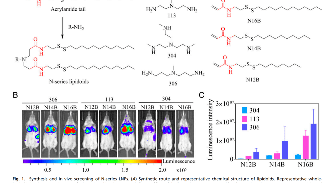 PNAS：许巧兵团队开发肺靶向LNP，实现mRNA药物安全高效和特异性递送_研究_Tsc_器官
