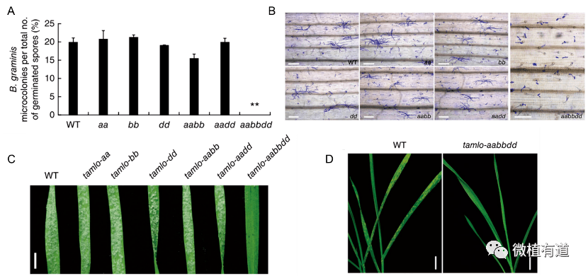 揭开白粉病抗性位点MLO的神秘面纱_小麦_基因_抗病