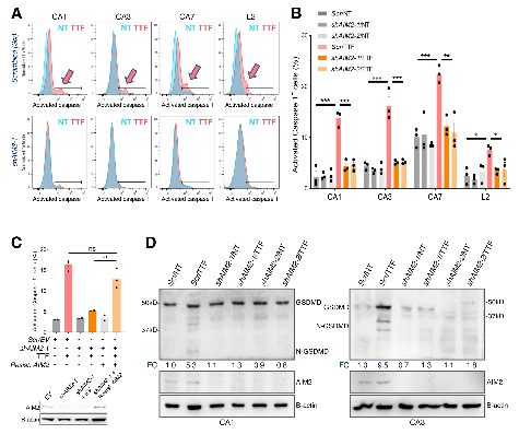 【精选编译】TTFields靶向cGAS/STING通路和AIM2炎症小体激活GBM适应性免疫_诱导_细胞系_治疗
