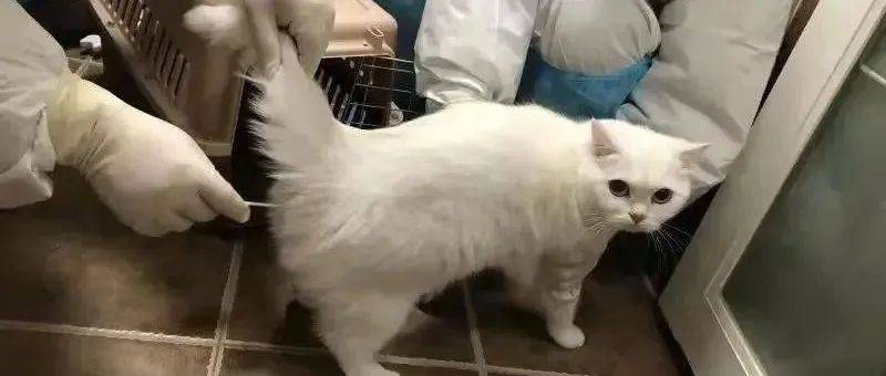 辟谣!北京疫情管控,62家可接收猫狗的宠物医院,是假的! 隔离 信息 主人