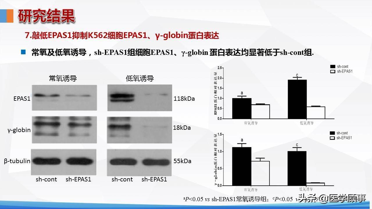 低氧条件下EPAS1调控K562细胞系红系分化的作用研究_因子_诱导_环境