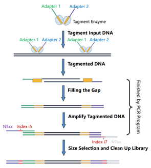收藏 | 超全NGS解析_接头_xGen_文库