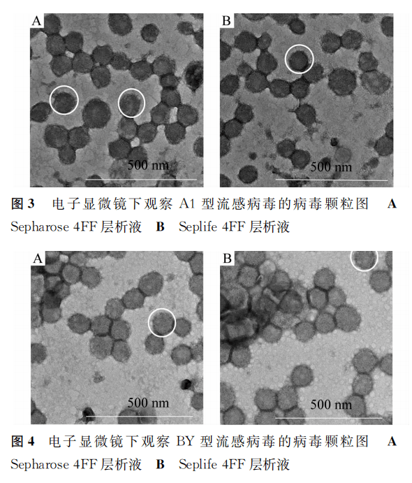 四价流感疫苗病毒纯化方法_填料_Seplife_检测