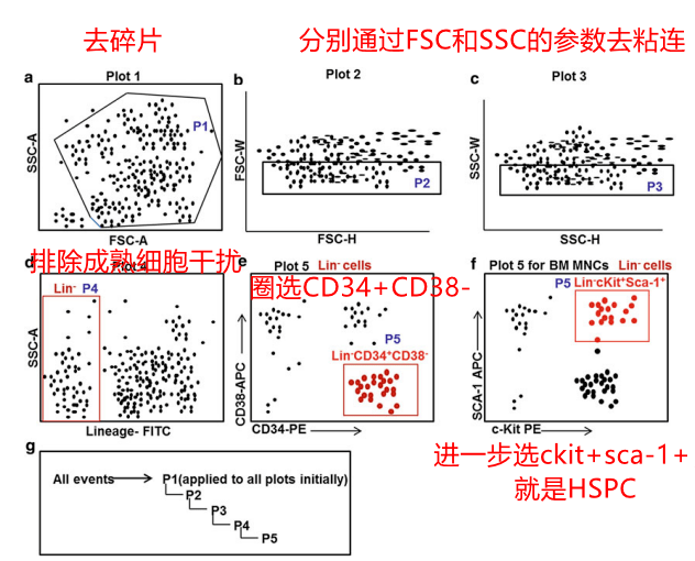 小鼠造血干细胞/祖细胞 (HSPC)的分析和分选，附人HSC的组成_hi_Lin-_c-Kit