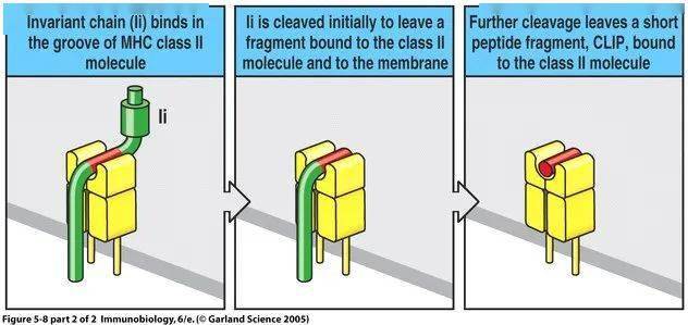 人人学懂免疫学第十六期：MHC及抗原递呈（二）_分子_细胞_蛋白质