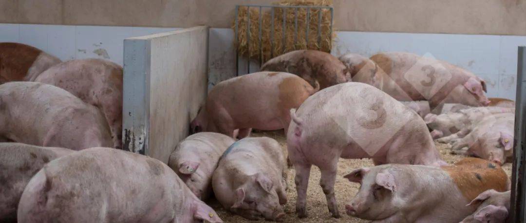 妊娠母猪的饲养_the_sow_making