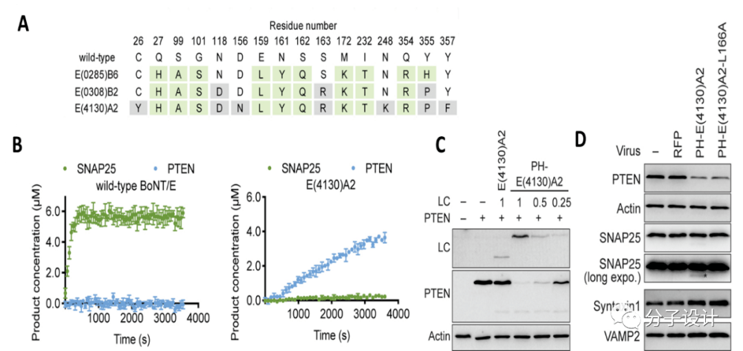基于进化重编程的神经毒素蛋白酶设计_噬菌体_系统_蛋白质