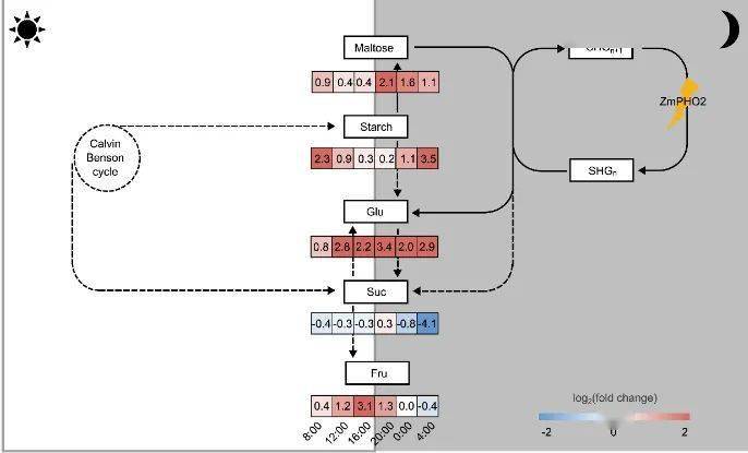 华中农大玉米团队揭示玉米碳水化合物分配新机制_chl_研究_叶片