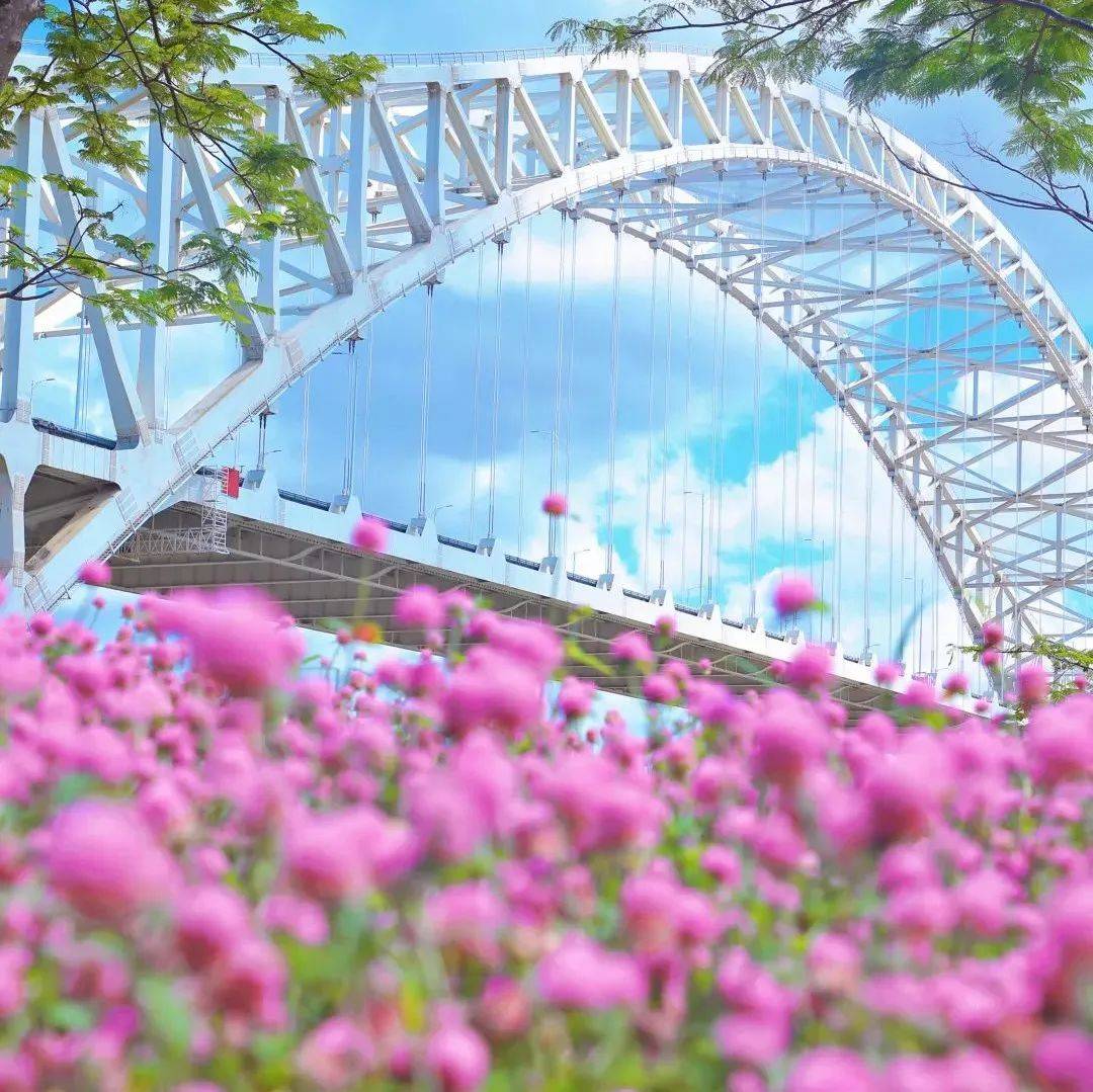 63000㎡花海！氛围感拉满！横琴等你来打卡~_碧道_开心农场_橙子