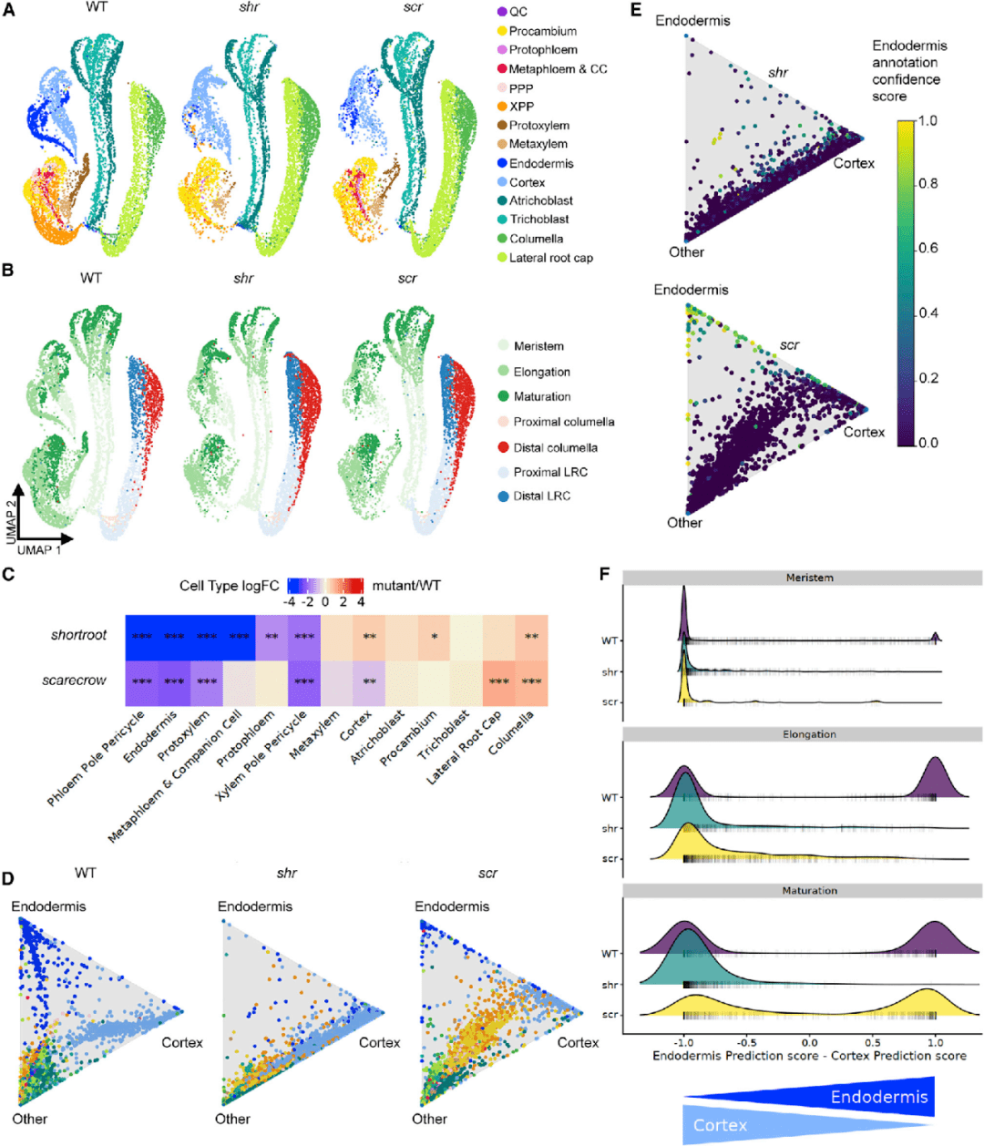 文献解读 | 单细胞测序揭示拟南芥野生型和scr突变体根细胞的不同发育轨迹_scRNA-seq_组织_shr