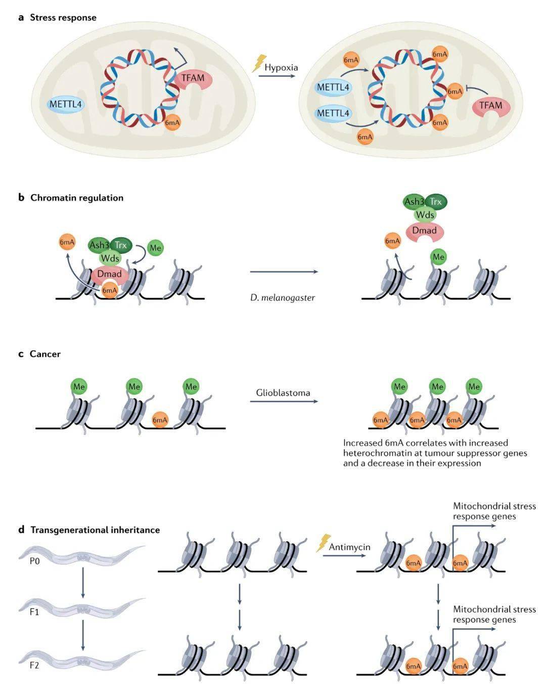 这篇来自59分Nautre子刊的重磅综述为你揭秘6mA的前世今生！_原核生物_细胞_甲基
