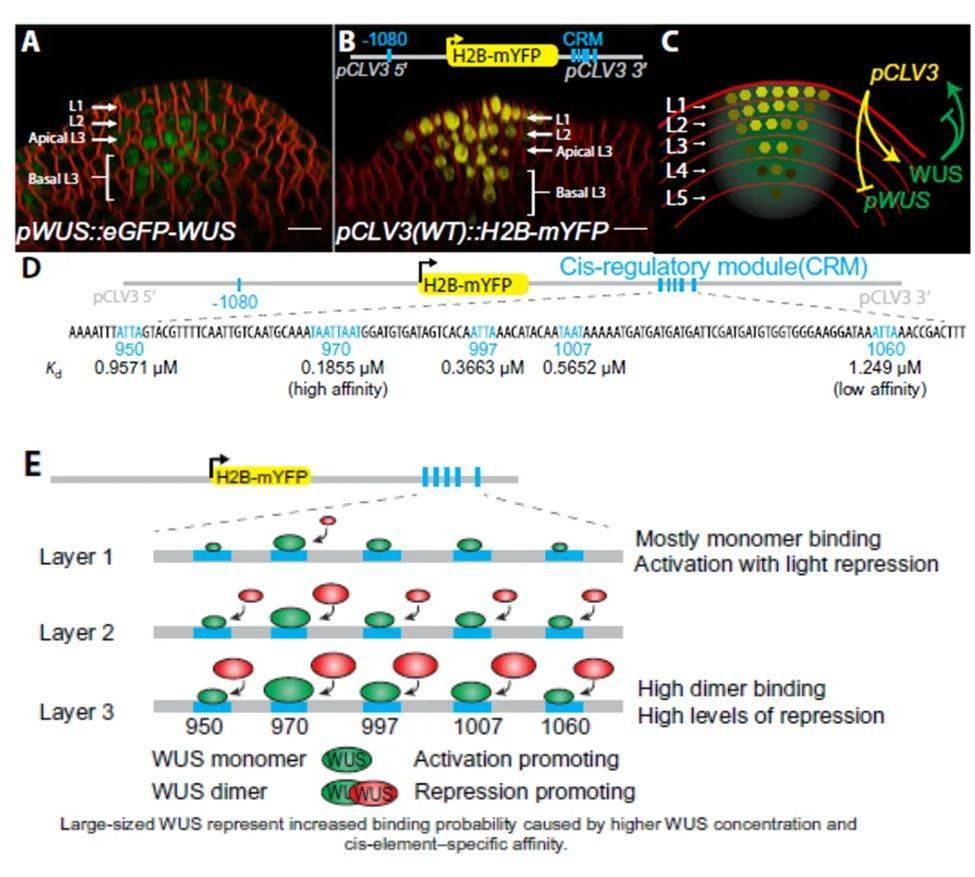 Science Advances｜加州大学河滨分校揭示WUS调控CLV3表达的浓度依赖性转录机制_研究_元件_细胞