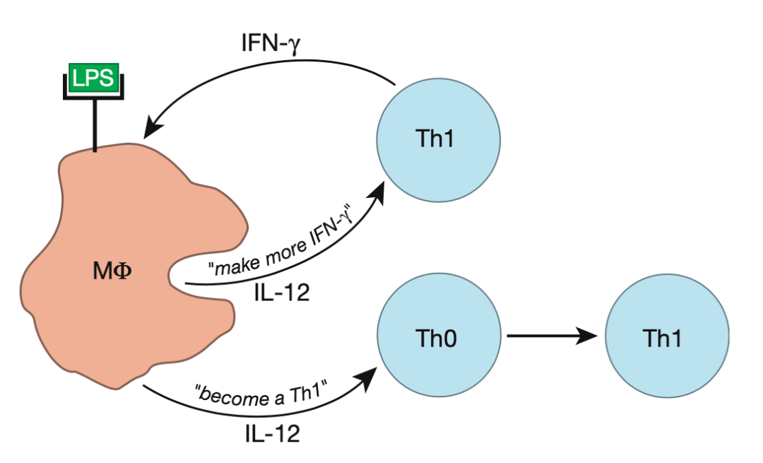 人人学懂免疫学第二十三期：Th2、Th17和Th0细胞_抗体_细菌_真菌