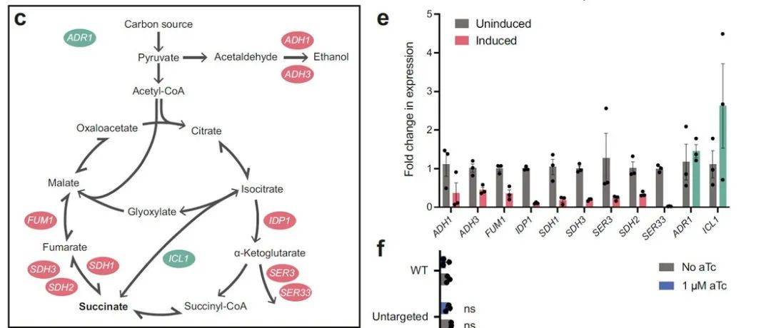 NC | 可诱导的多靶标调控基因表达的CRISPR/Cas系统_CRISPRai_细胞_mTagBFP