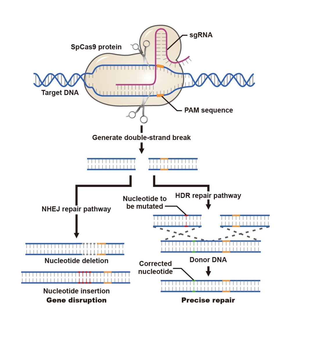 载体家小课堂 | CRISPR基因编辑原理_Cas_序列_系统