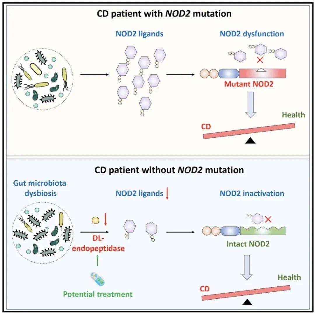 Cell Host And Microbe 南方医科大学周宏伟 何肖龙等揭示克罗恩病的发病调控新机制 研究 传导 肠道