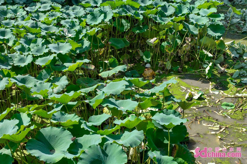 Lotus root enters harvest season in Zouping, Shandong province_lotus ...