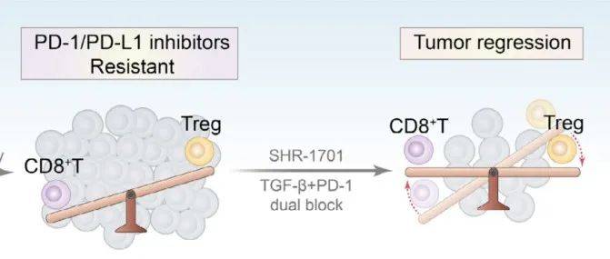 努力的TGF-β/PD-L1，前路坎坷..._临床_细胞_化疗