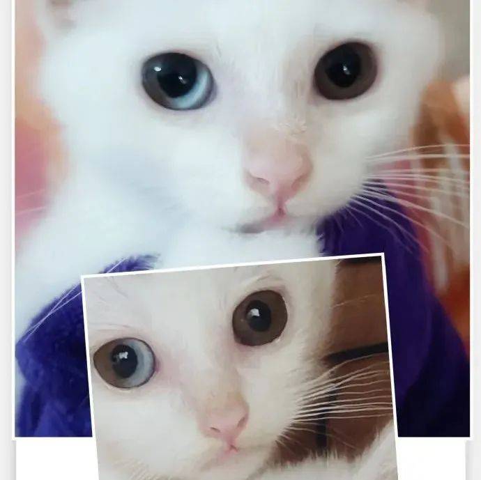 【猫咪领养】四个弟弟两个妹妹寻领养猫咪妹妹弟弟