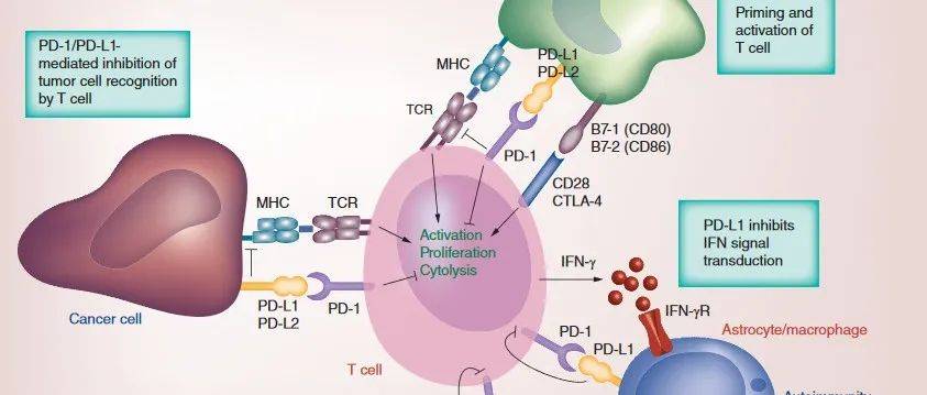 PD-1用多久？PD-1与PD-L1有何区别？_免疫_细胞_治疗