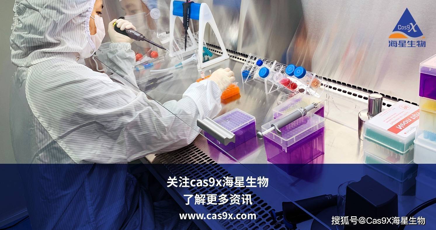 四环素诱导系统—稳定开合基因_rtTA_Tet-Off_细胞