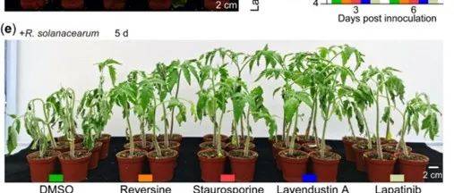 湖南大学于峰/湖南中烟蒲文宣团队合作揭示化学小分子通过抑制受体激酶FERONIA提高植物土传病害抗性_研究_防控_蒲文宣