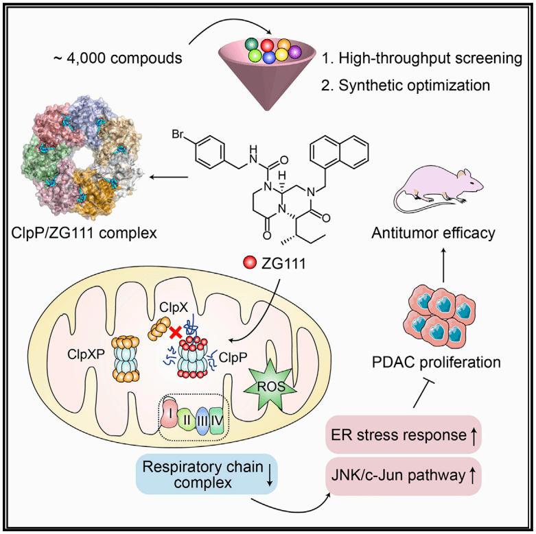 Cell子刊：杨财广团队开发线粒体ClpP激动剂，用于治疗胰腺癌_高等研究院_功能_蛋白质