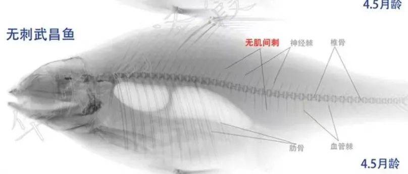 高校繁育“无刺”武昌鱼后续！以后吃鱼真的不用挑刺了？ 基因 鱼刺 团队