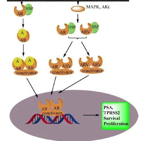 不一样的前列腺癌疗法：靶向AR PROTAC_进展_治疗_药物