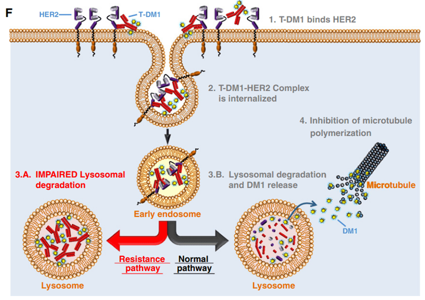 10个HER2-ADC耐药机制_治疗_细胞质_研究