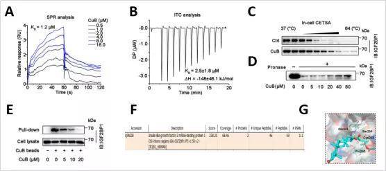 北京大学药学院发现中药五味子和瓜蒂活性成分靶点_研究_的作用_神经