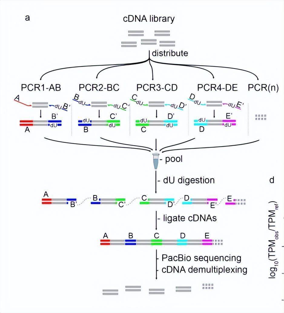 高分 SCI 收割机，单细胞测序的技术演变及应用（附 3 个案例）_ScISOr-Seq_全长_进行