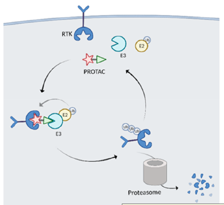 收藏 | 靶向膜蛋白！PROTAC及其他降解策略全方位综述_研究_药物_的作用