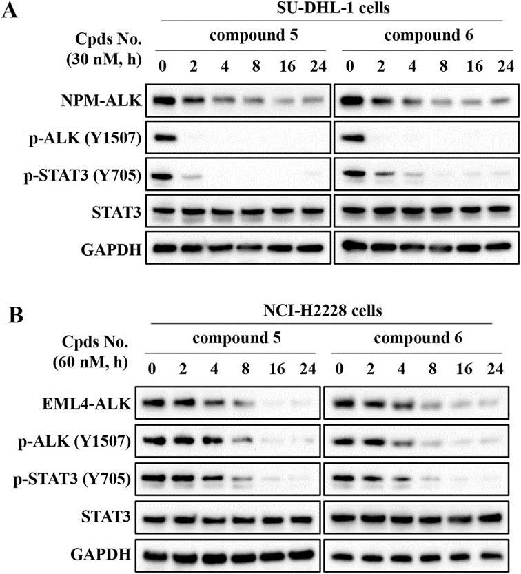 收藏 | 靶向膜蛋白！PROTAC及其他降解策略全方位综述_研究_药物_的作用