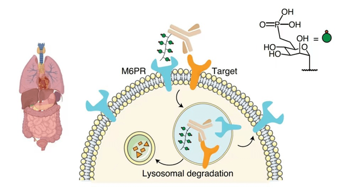 收藏 | 靶向膜蛋白！PROTAC及其他降解策略全方位综述_研究_药物_的作用